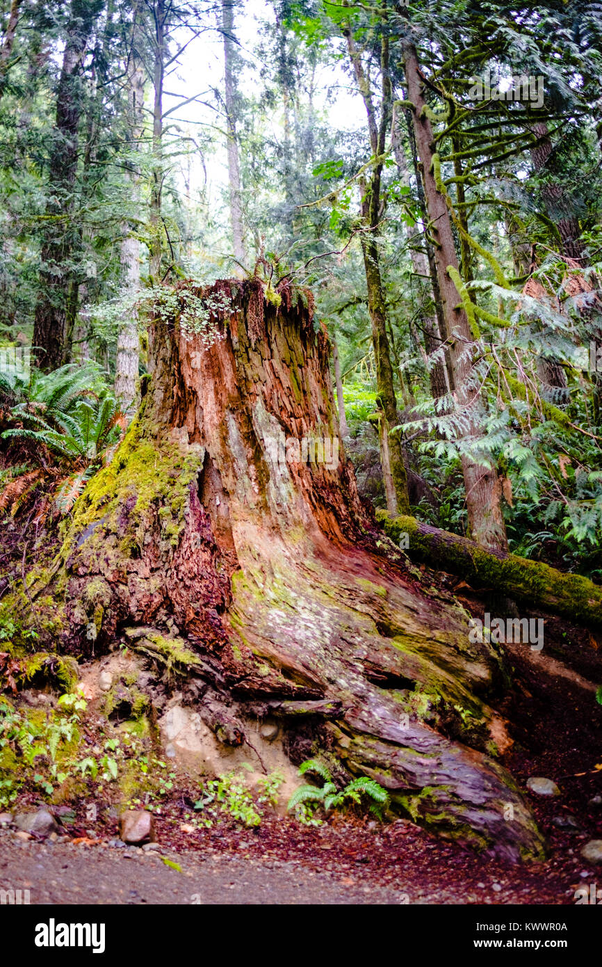 Massive tree stump in Seattle Stock Photo - Alamy
