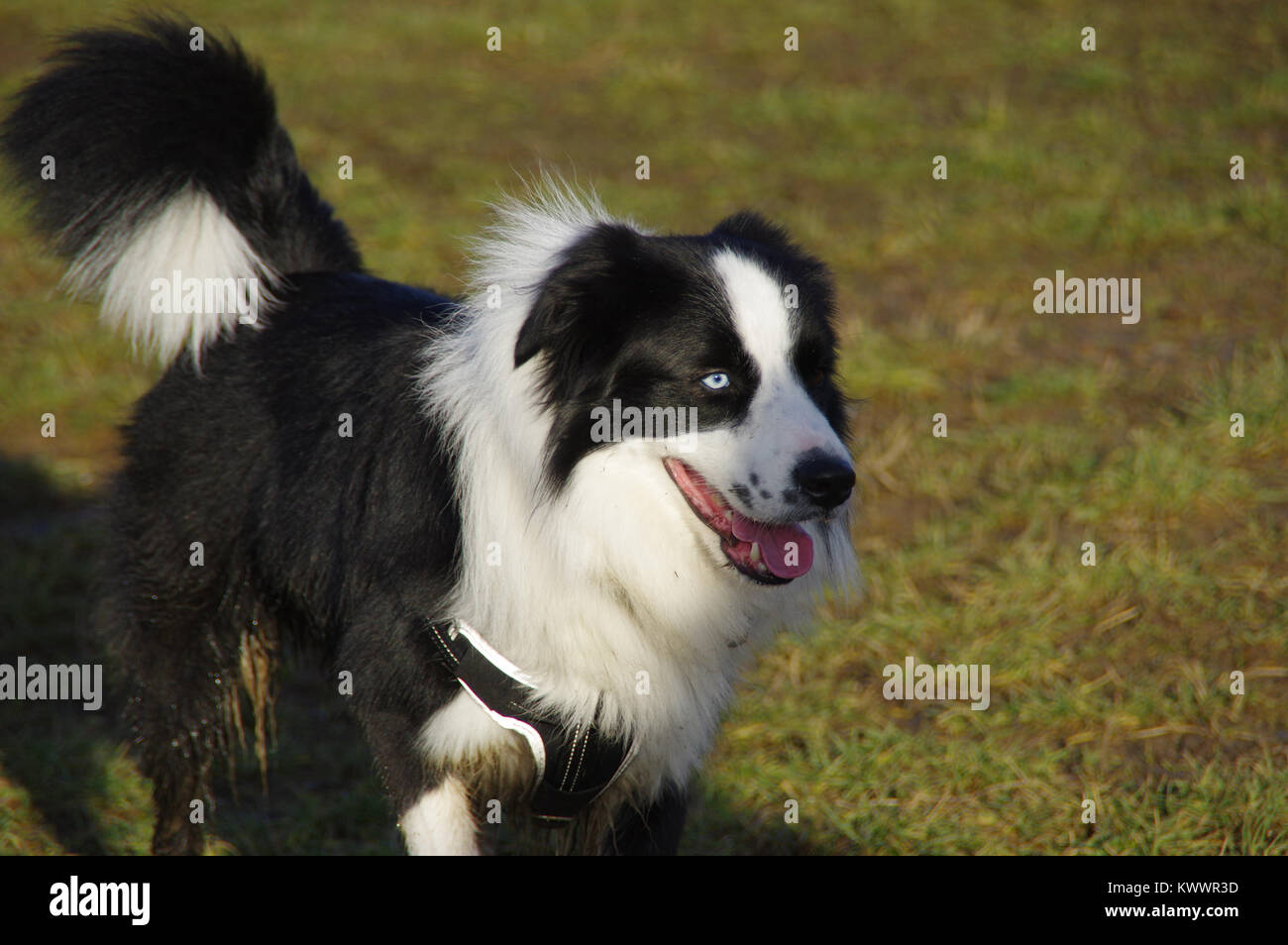 Running border collie hi-res stock photography and images - Alamy