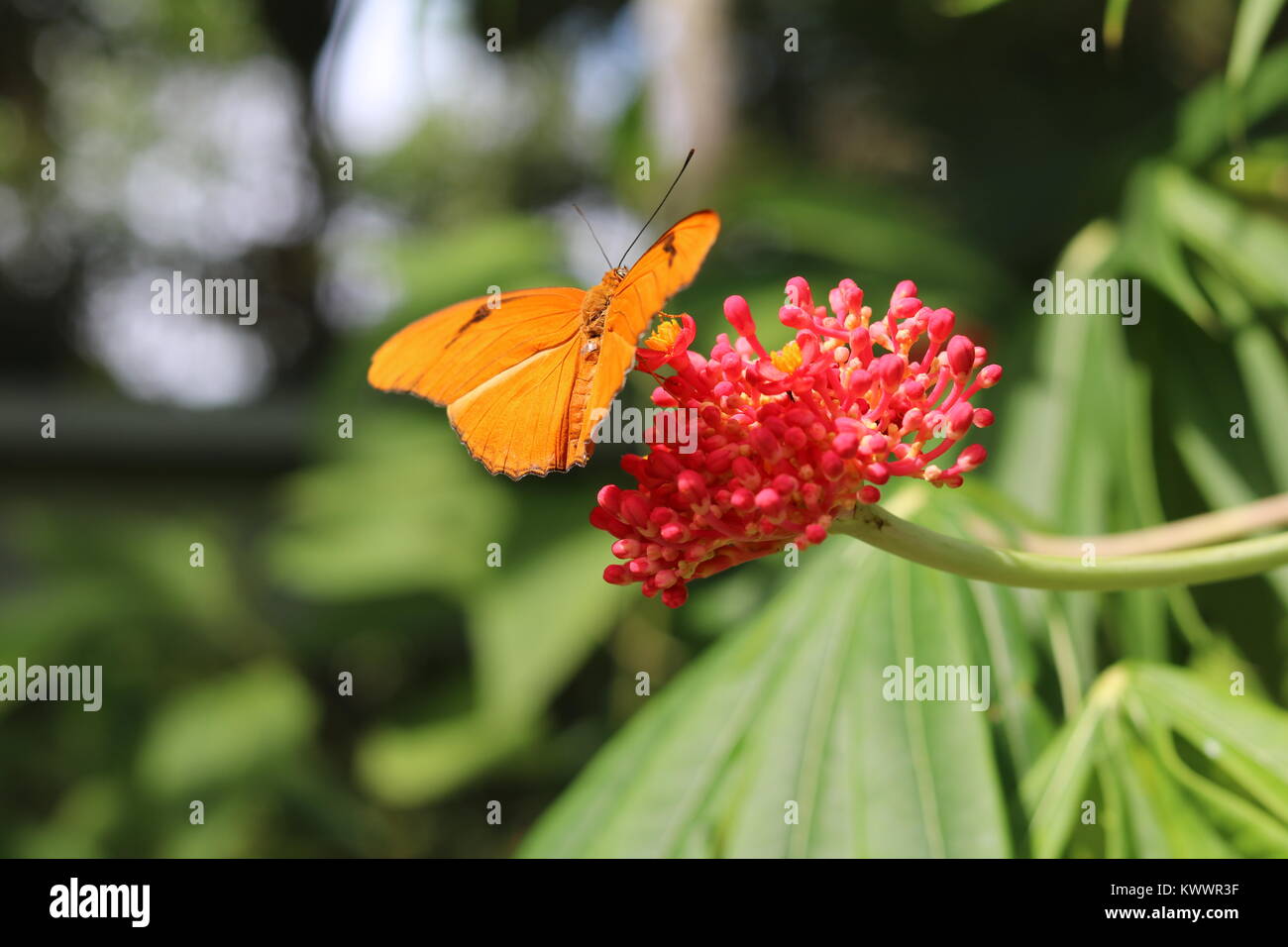 Bright Orange Butterfly in Naples Botanical Garden Stock Photo - Alamy