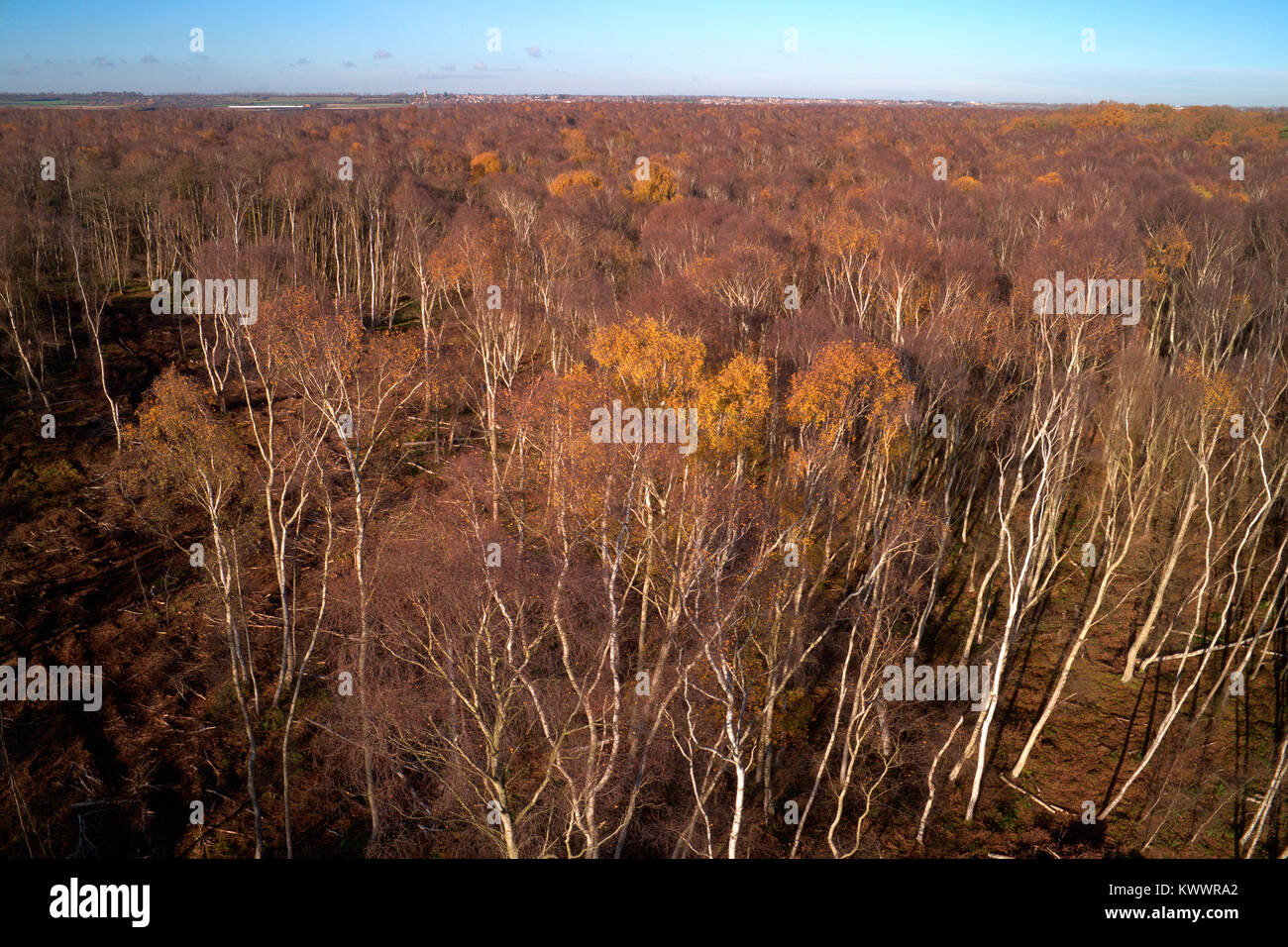 Drones eye view over Silver Birch trees at Holme Fen SSSI nature ...