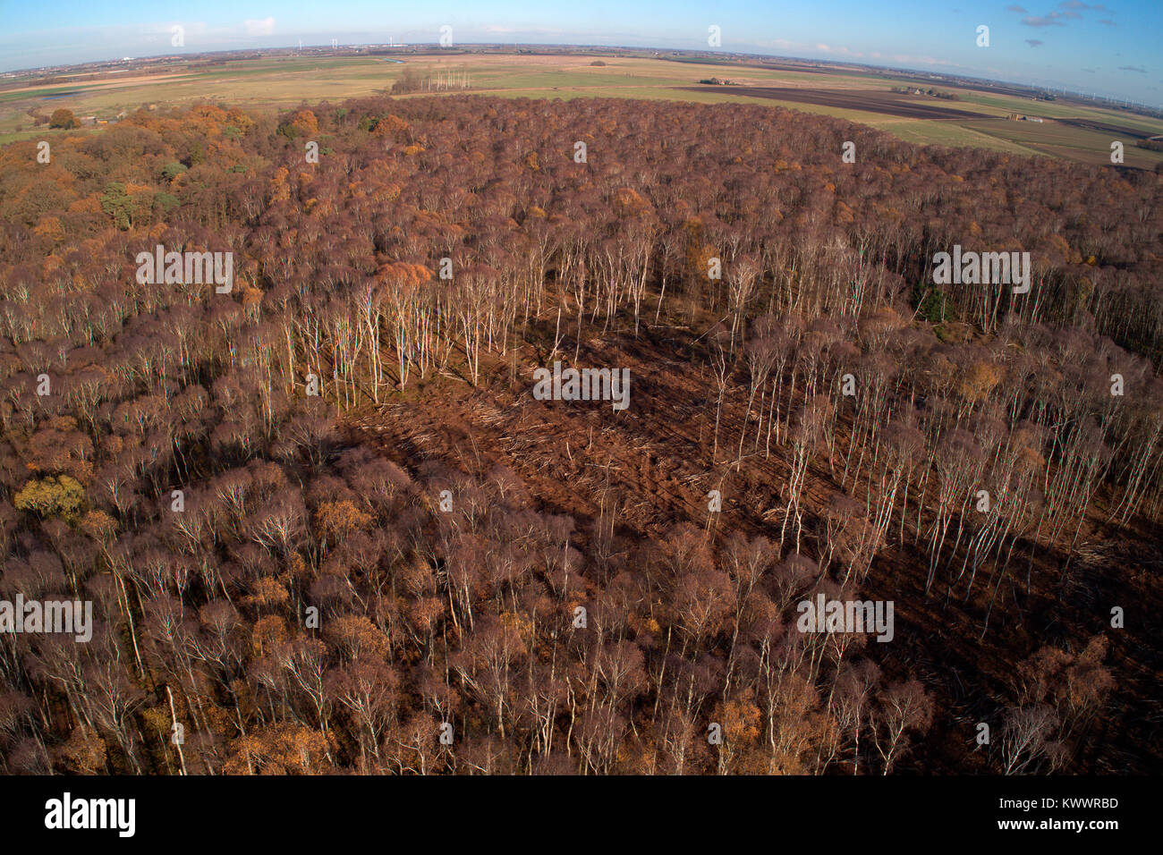 Drones eye view over Silver Birch trees at Holme Fen SSSI nature ...