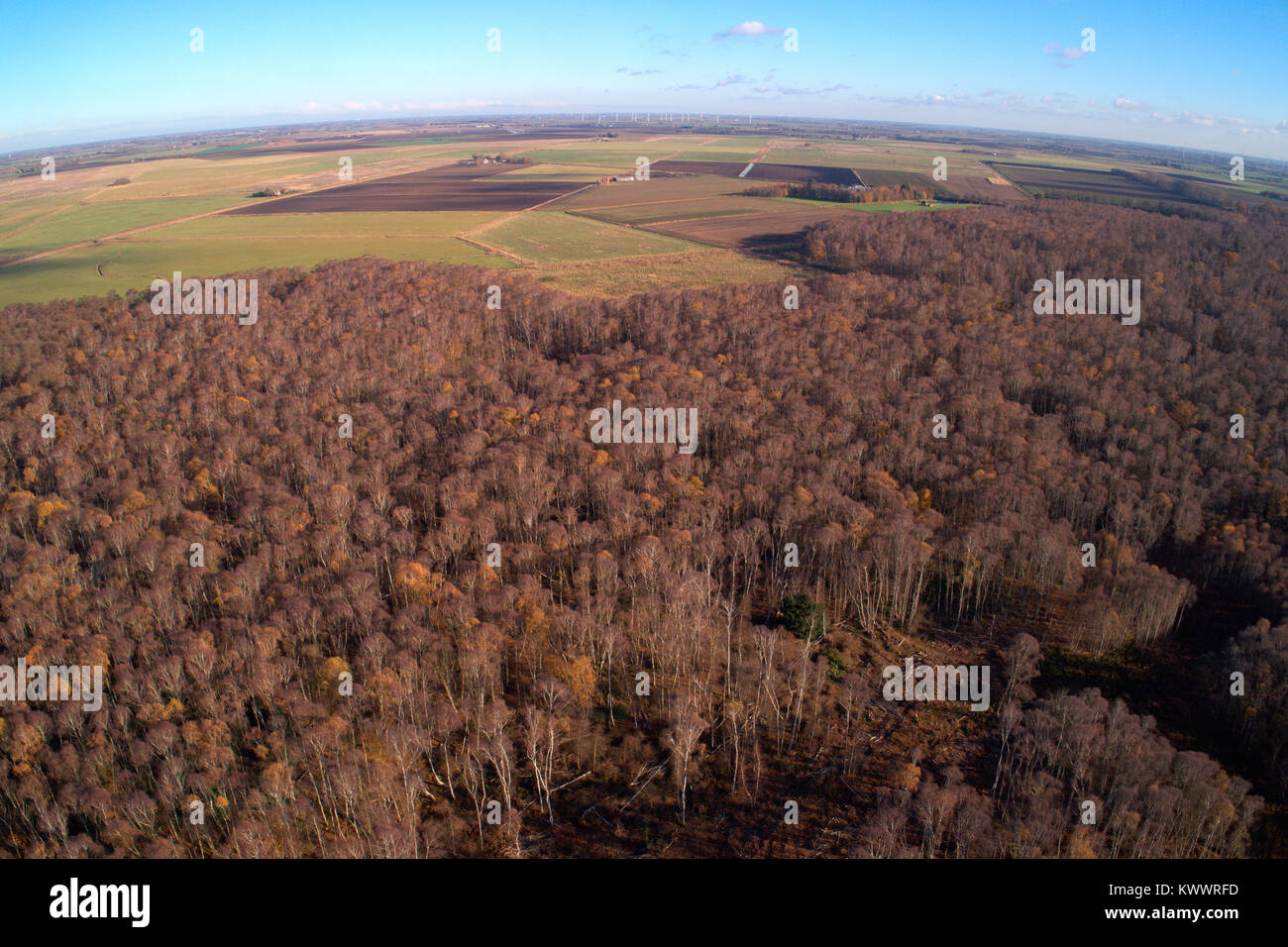 Drones eye view over Silver Birch trees at Holme Fen SSSI nature ...