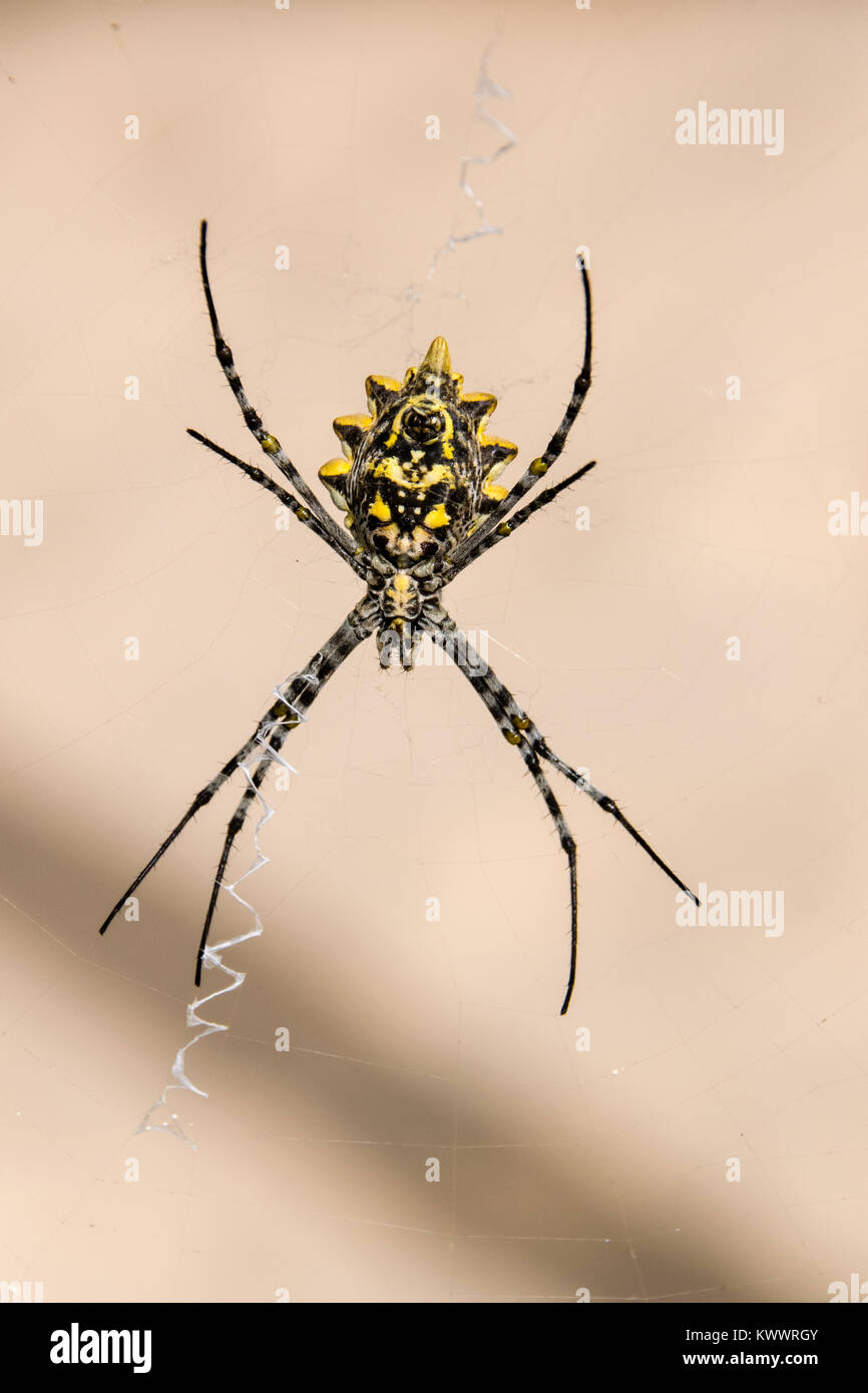 Underneath side of orb weaver spider in web - Boa Vista Cape Verde ...