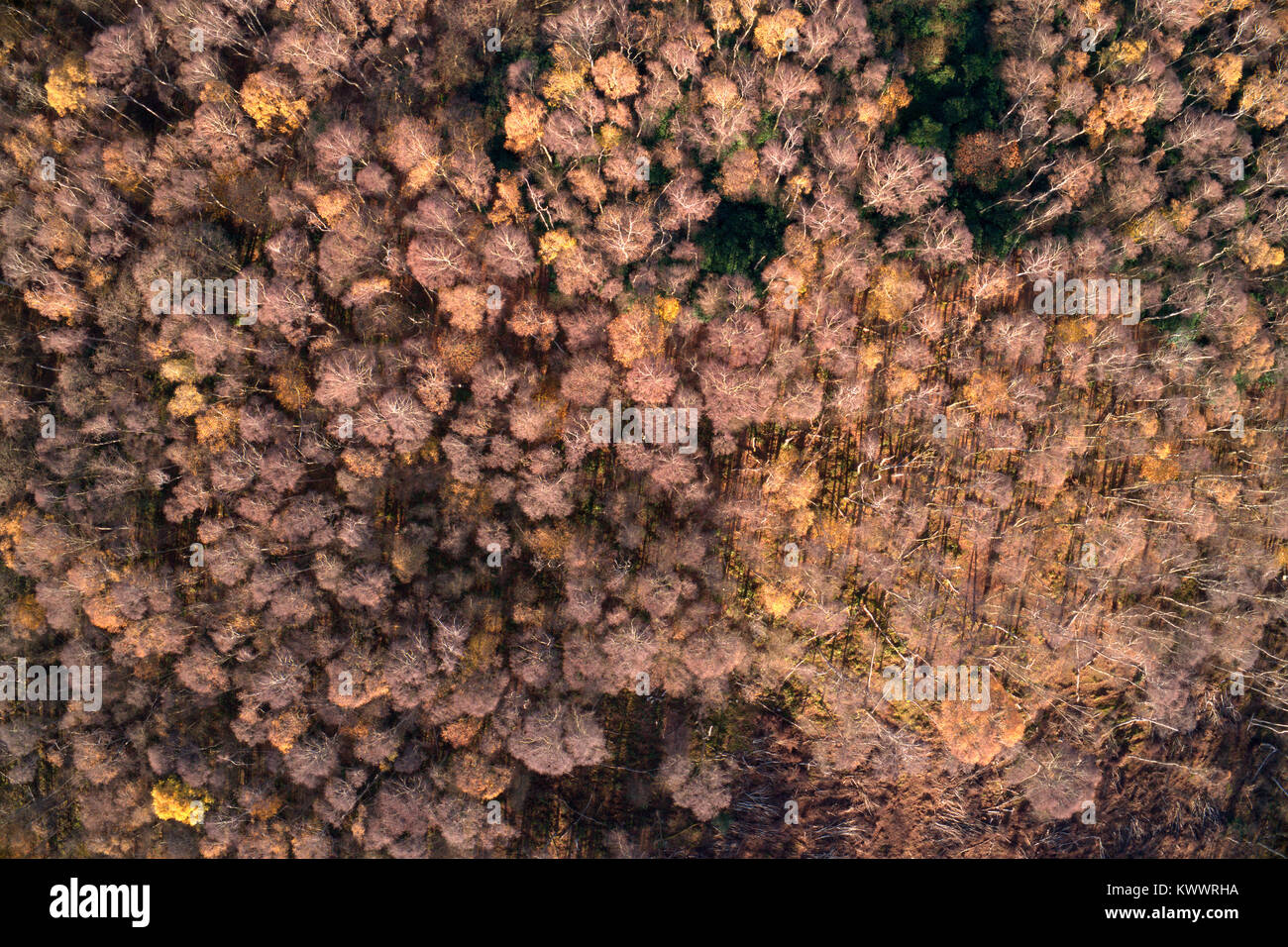 Drones eye view over Silver Birch trees at Holme Fen SSSI nature ...