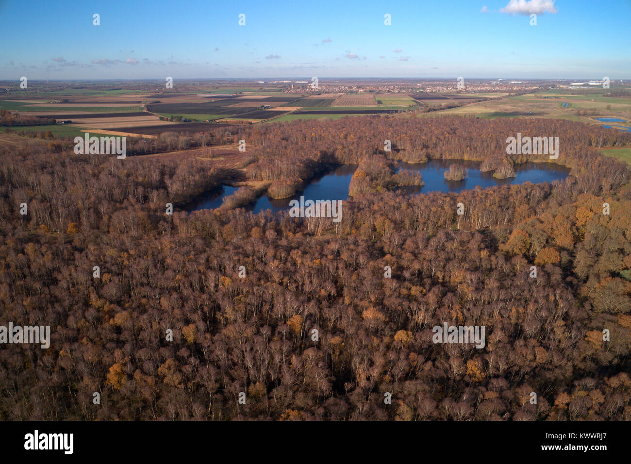 Drones eye view over Silver Birch trees at Holme Fen SSSI nature ...