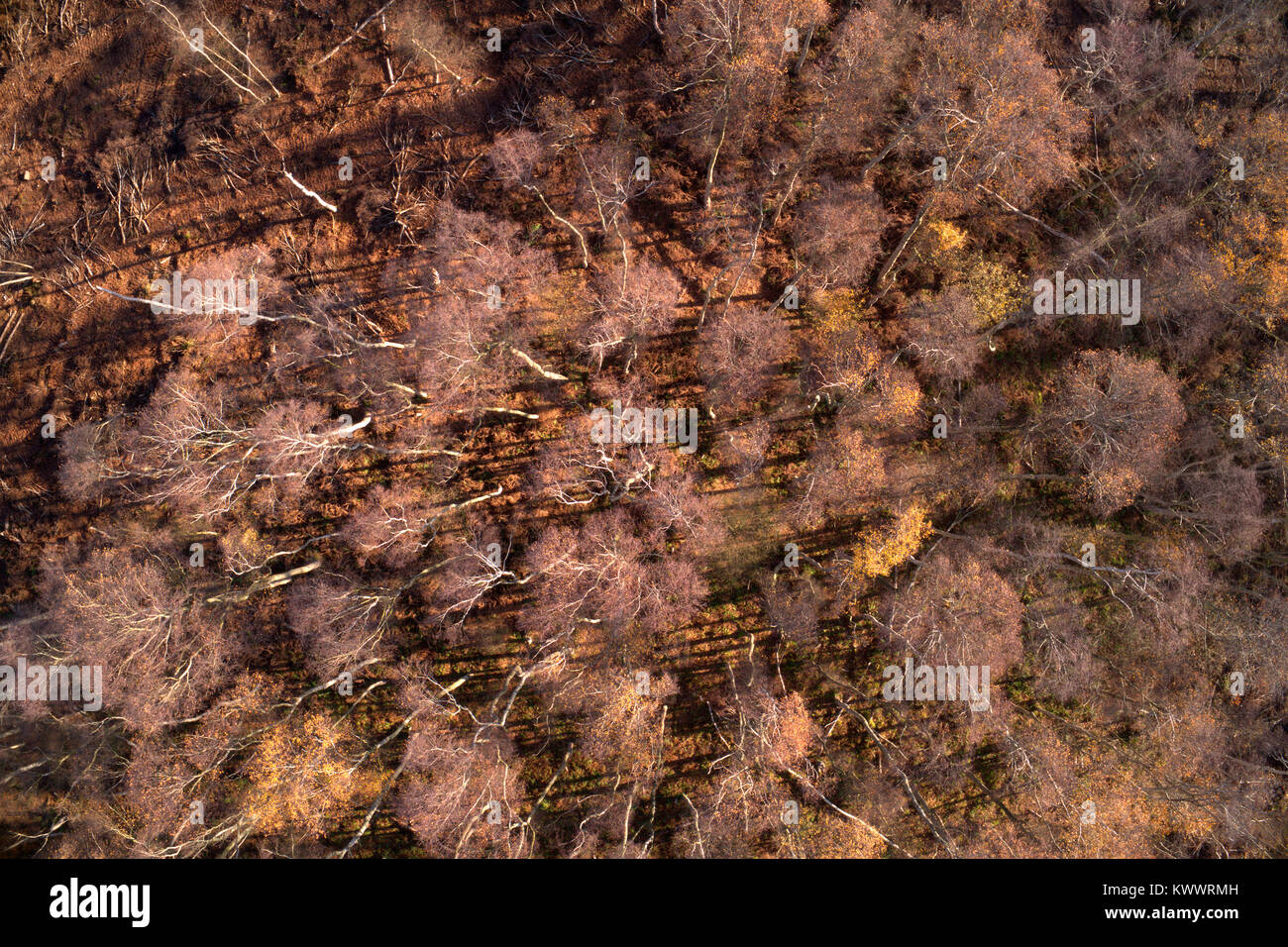 Drones eye view over Silver Birch trees at Holme Fen SSSI nature ...