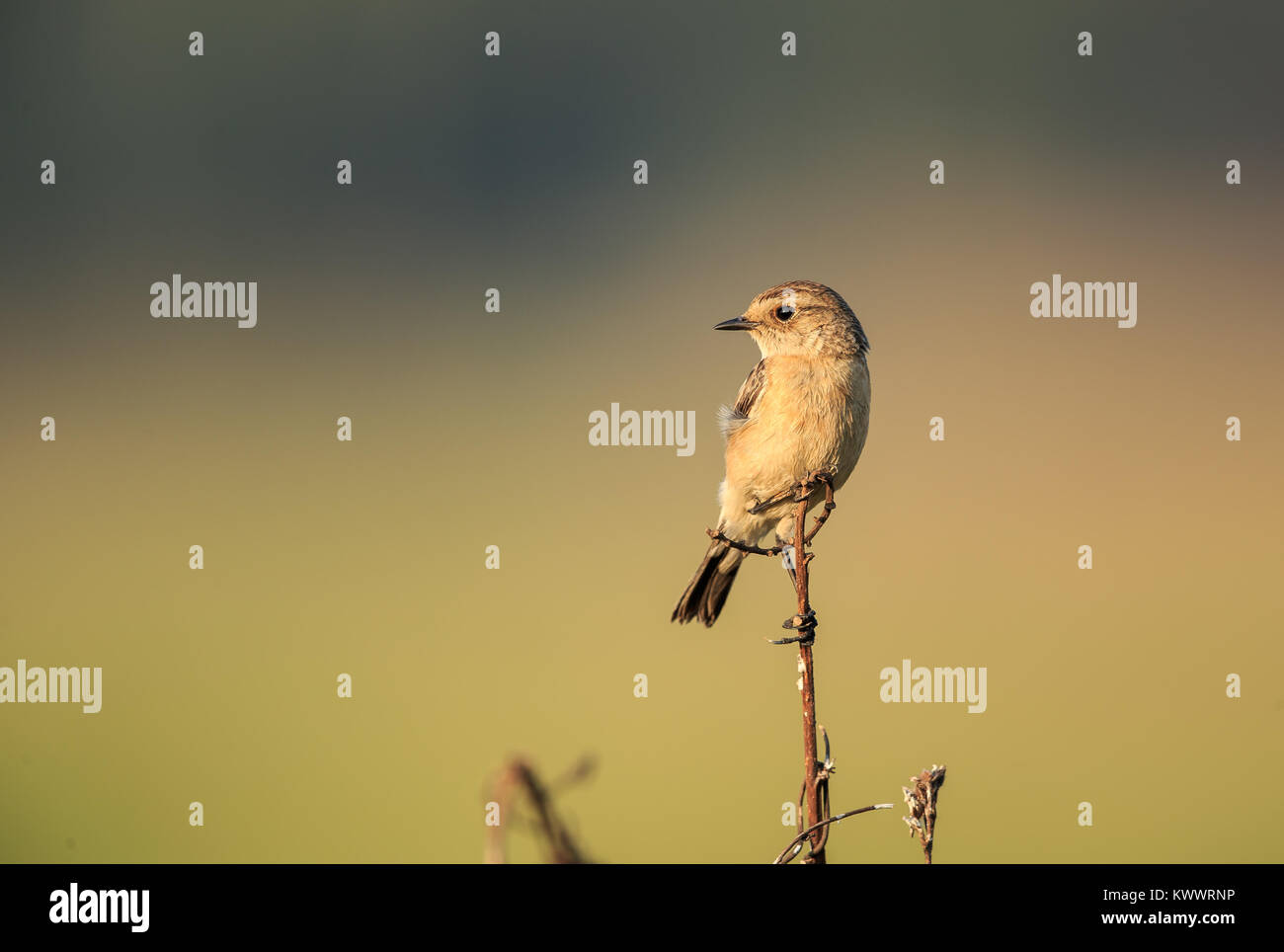 Siberian Stonechat High Resolution Stock Photography and Images - Alamy