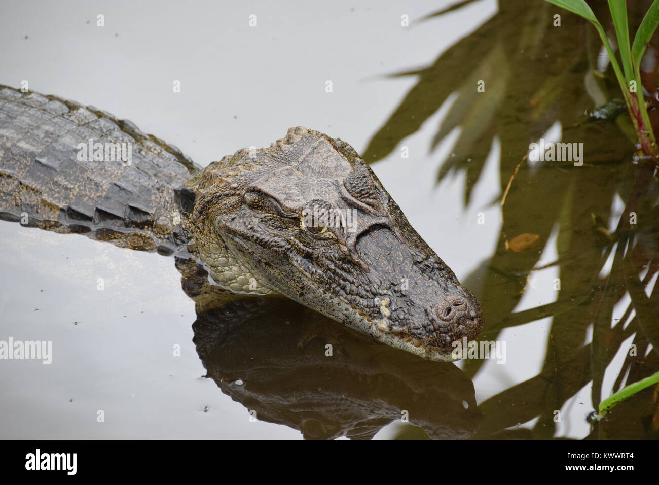Fortuna pond hi-res stock photography and images - Alamy