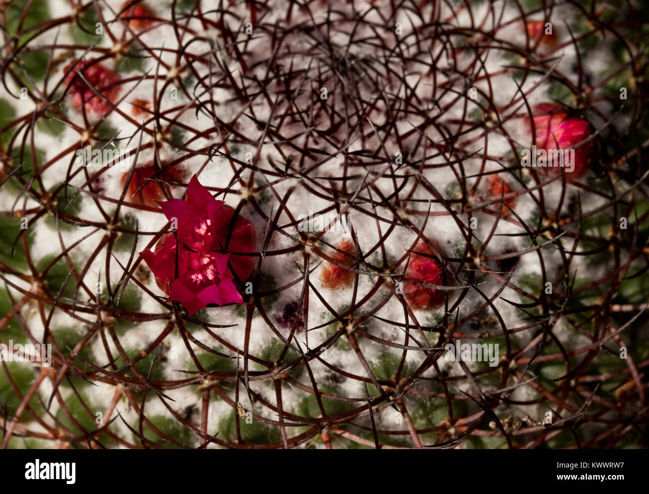 Round cactus pink flowers hi-res stock photography and images - Alamy