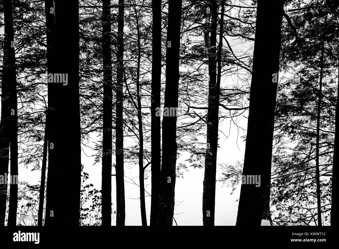 Minimal tree landscape background hi-res stock photography and images ...