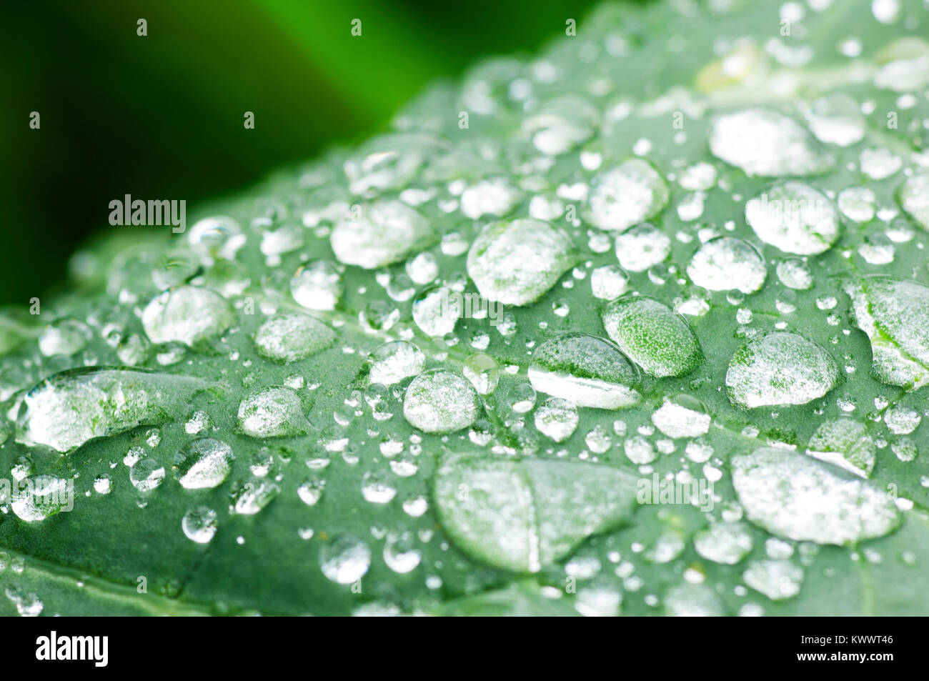 Rainwater on leaf hi-res stock photography and images - Alamy