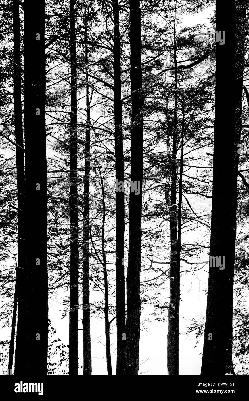 Minimal tree landscape background hi-res stock photography and images ...