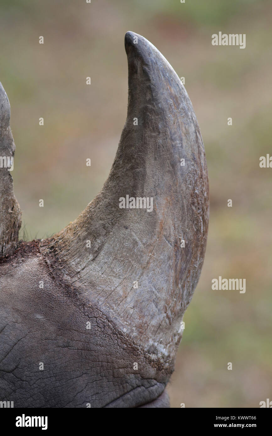 black rhinoceros horn close up at Cincinnati zoo Stock Photo - Alamy