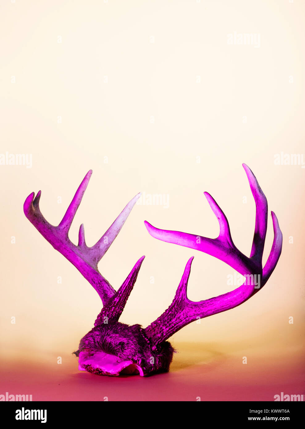 Colorful Deer Antlers #1 Stock Photo - Alamy