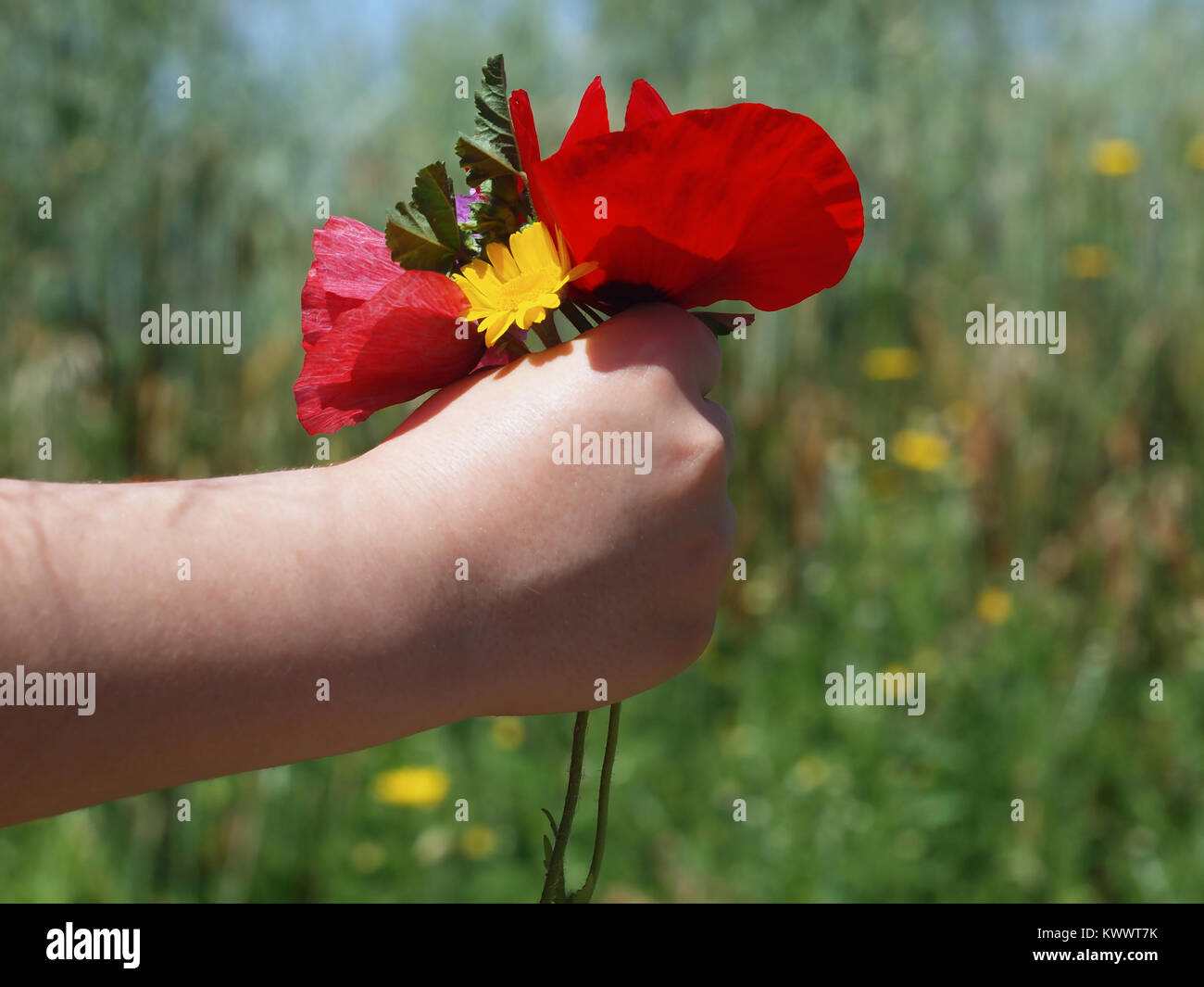Giving flowers hand hi-res stock photography and images - Alamy