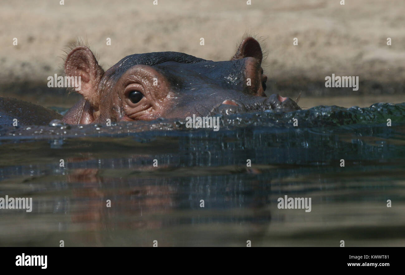 Baby hippo Fiona with mother at Cincinnati Zoo Stock Photo - Alamy