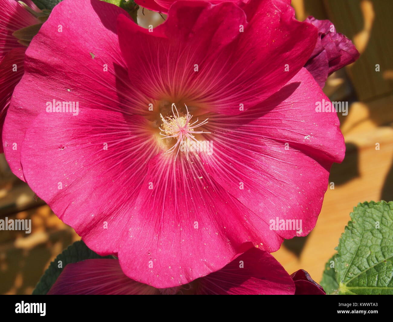 The opened Bud of mallow. Red flower petals. Bloom. Macro Stock Photo ...