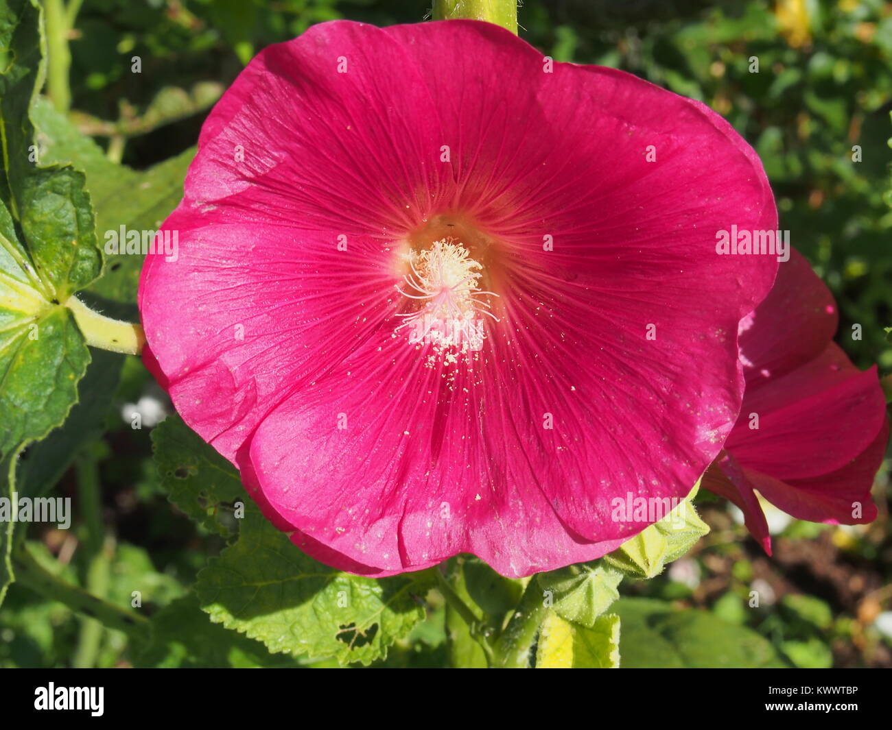 The opened Bud of mallow. Red flower petals. Bloom. Macro Stock Photo ...