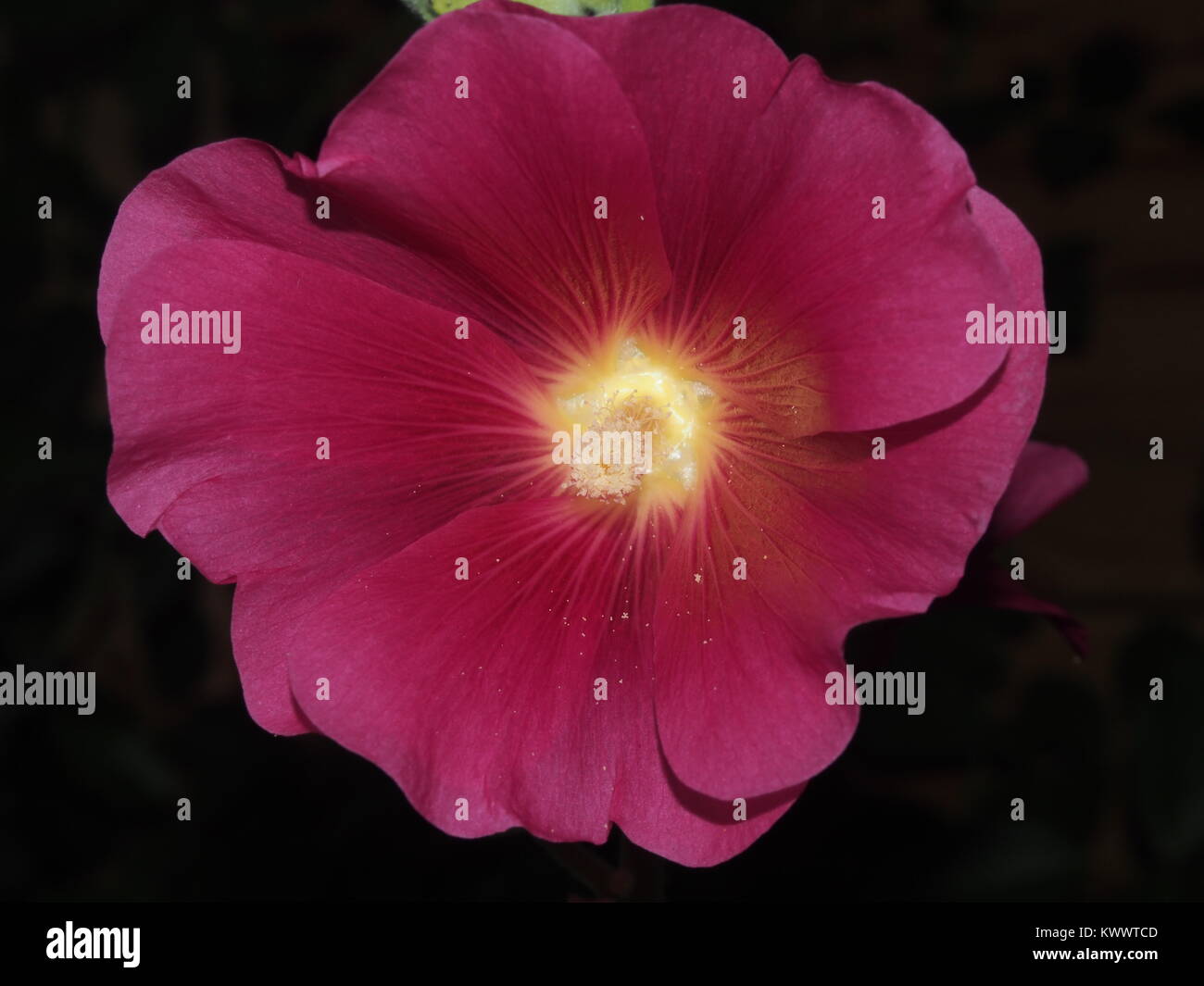 The opened Bud of mallow. Red flower petals. Bloom. Macro Stock Photo ...