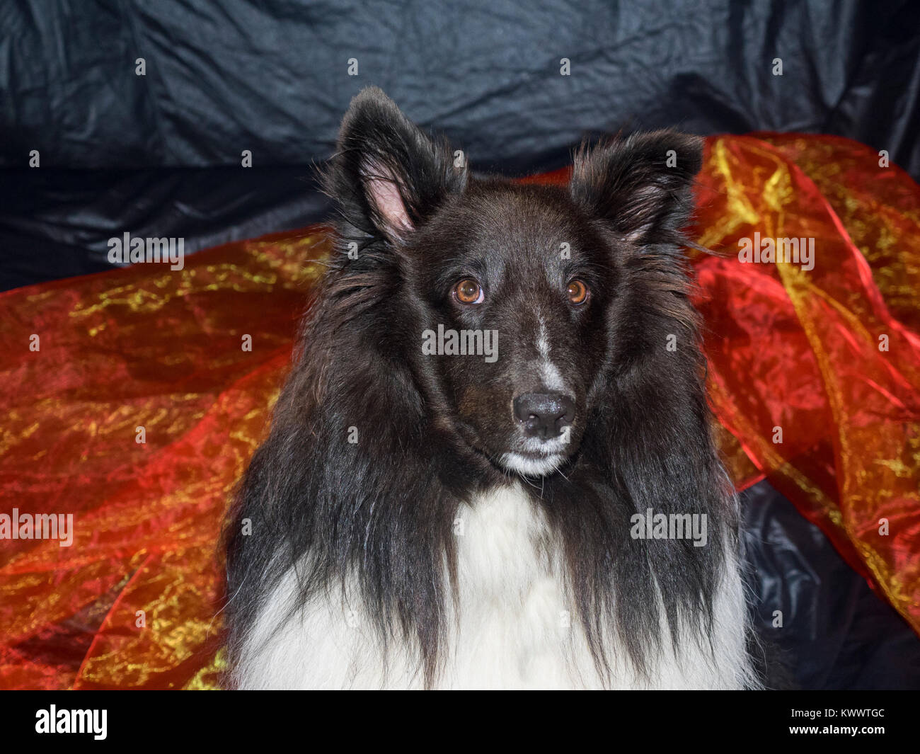 Cute young Shelti dog Stock Photo - Alamy