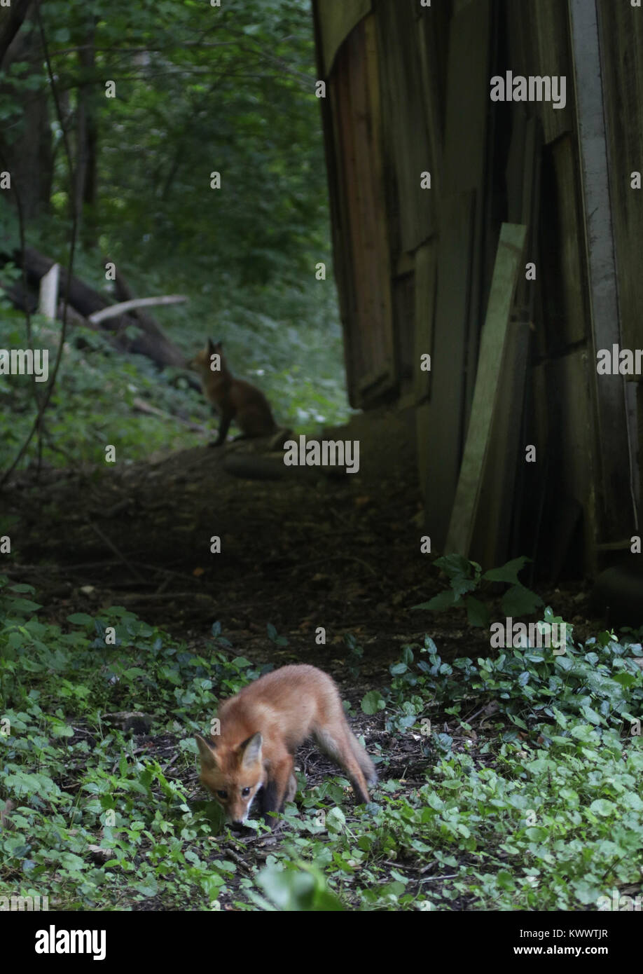 Old fox den hi-res stock photography and images - Alamy