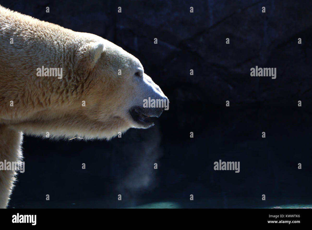 Polar bear Cincinnati Zoo captive breading Stock Photo - Alamy