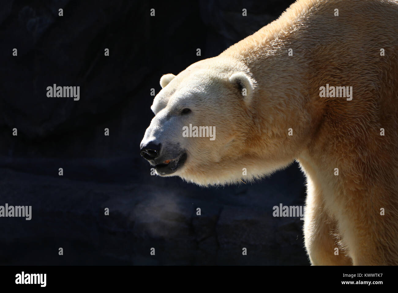 Polar bear Cincinnati Zoo captive breading Stock Photo - Alamy