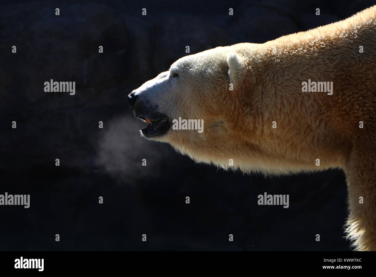 Polar bear Cincinnati Zoo captive breading Stock Photo - Alamy