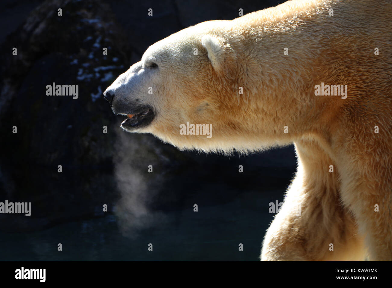 Polar bear Cincinnati Zoo captive breading Stock Photo - Alamy