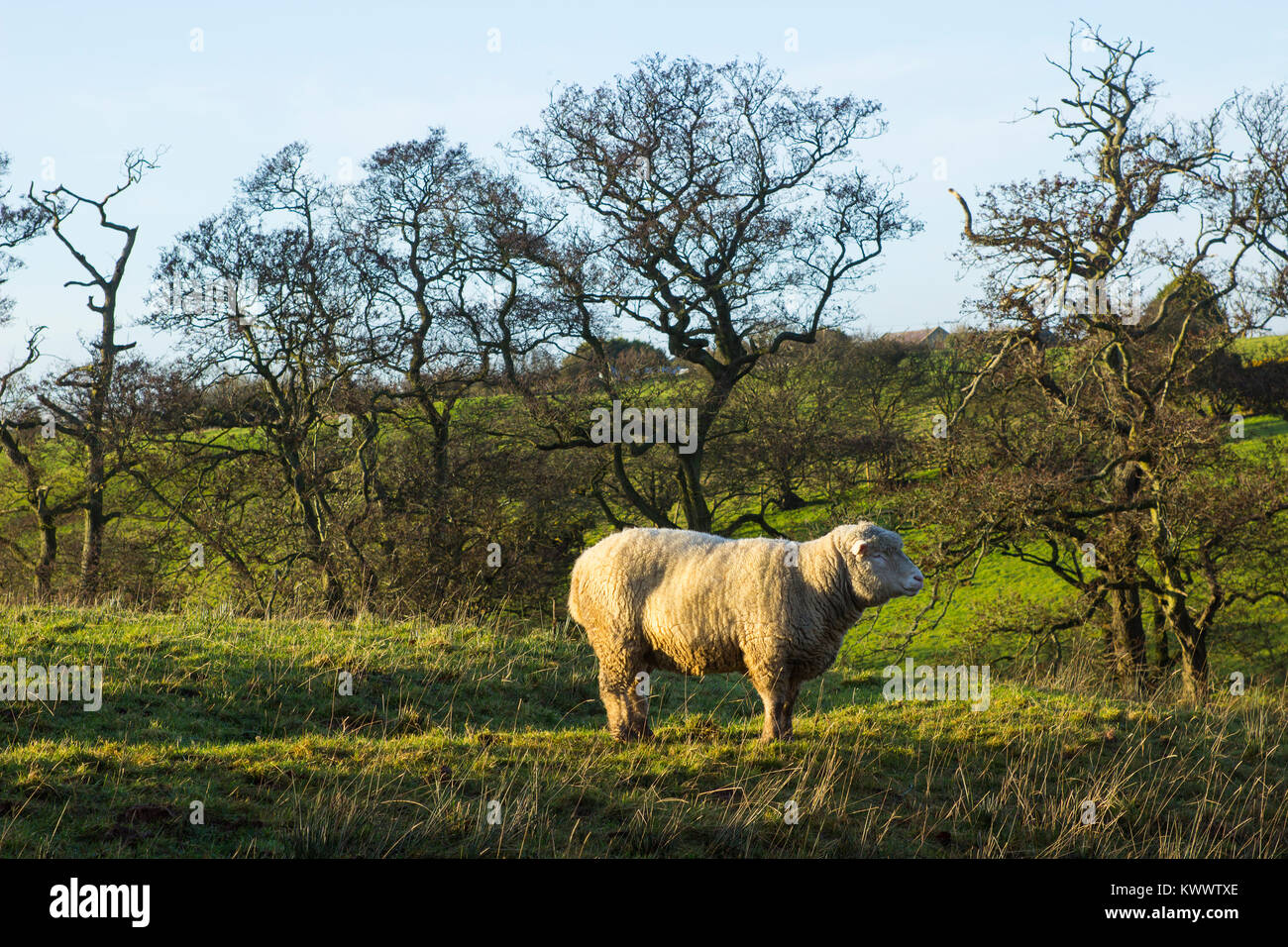 A large hornless ram standing proudly in a field in County Down in ...