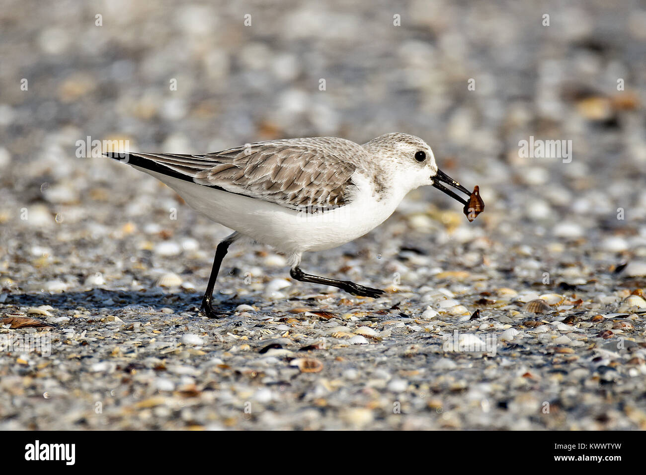The common blackbird (Turdus merula) is a species of true thrush. It is ...