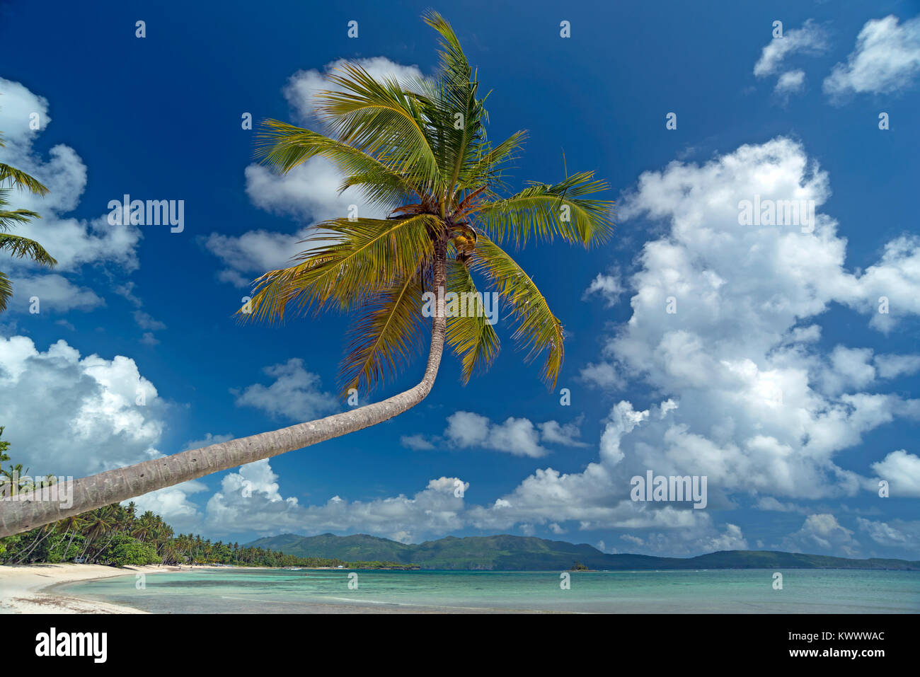 Coconut tree hanging over Caribbean beach Stock Photo - Alamy