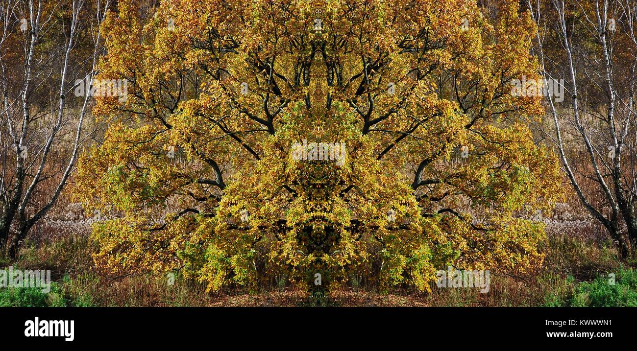 Autumnal Symmetrical Impressions from Falkensee in Brandenburg by ...