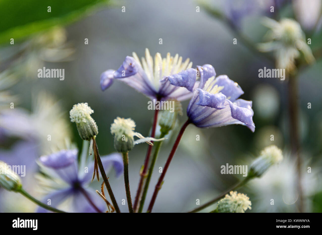 Clematis heracleifolia hi-res stock photography and images - Alamy