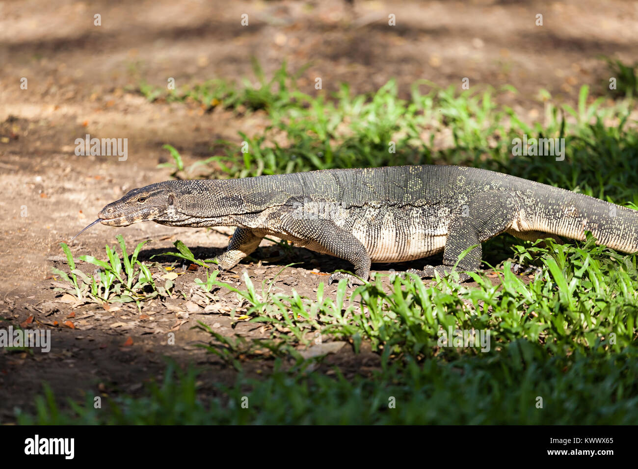 Monitor lizard in Lumphini Park in central Bangkok, Thailand Stock ...