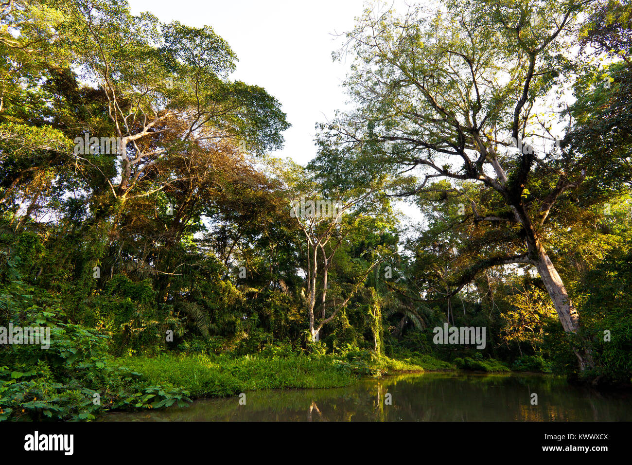 Panama landscape with rainforest at sunrise in one of the sidearms on ...