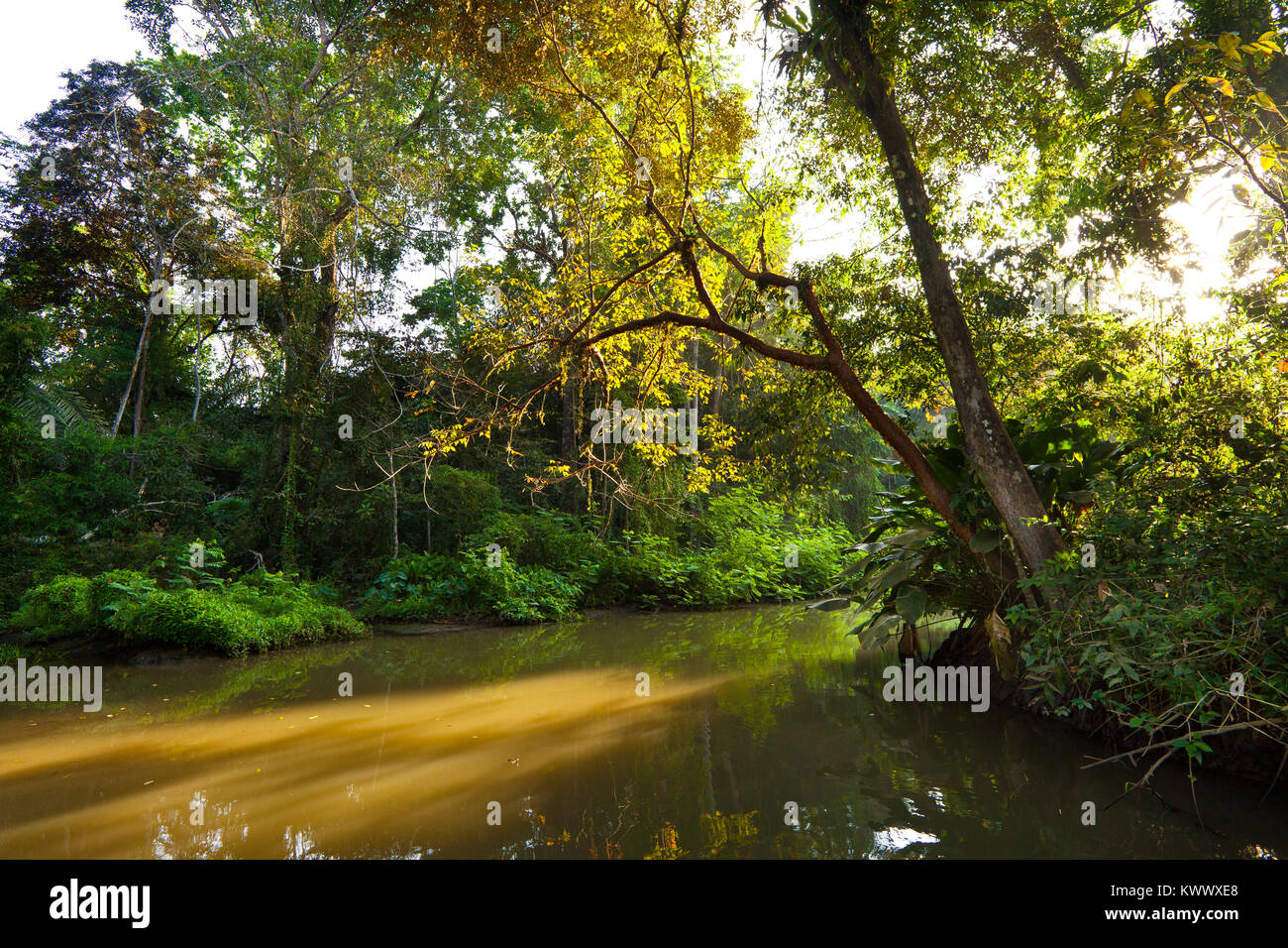 Panama landscape with rainforest at sunrise in one of the sidearms on ...