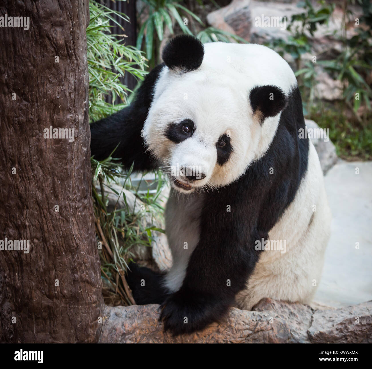 Very big panda relaxing and looks very funny Stock Photo - Alamy