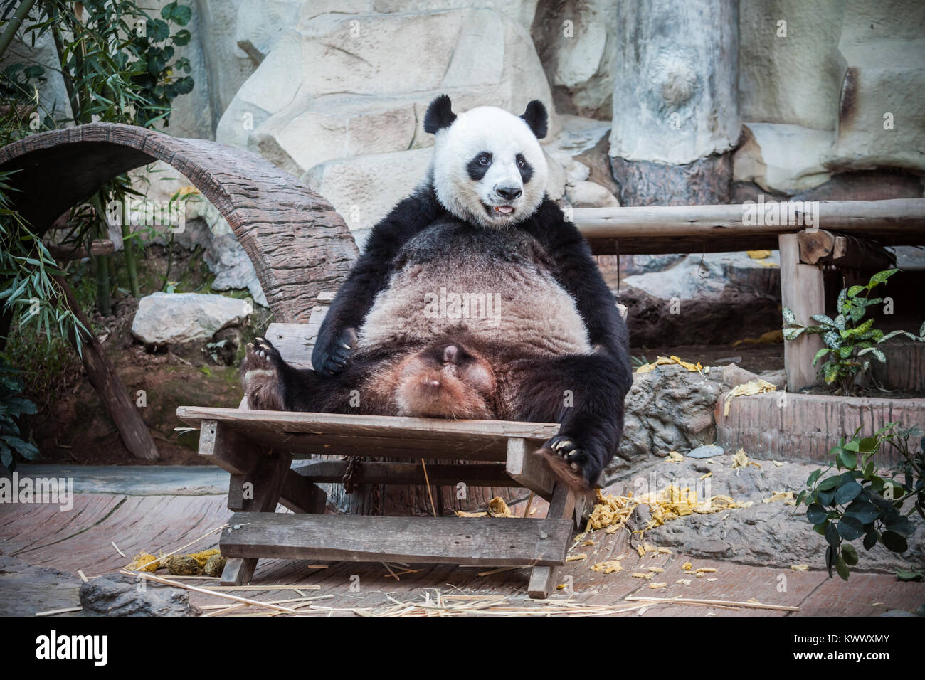 Very big panda relaxing and looks very funny Stock Photo - Alamy