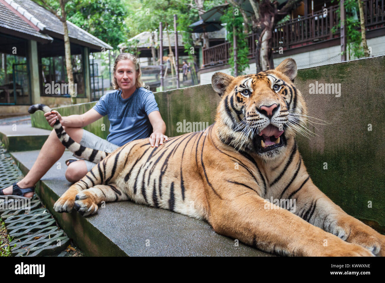 Tiger kingdom thailand phuket High Resolution Stock Photography and ...