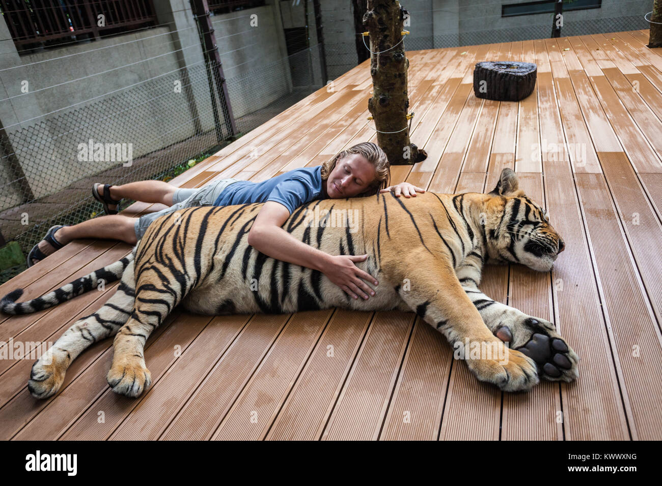 Young man hugging a big tiger in Thailand Stock Photo - Alamy