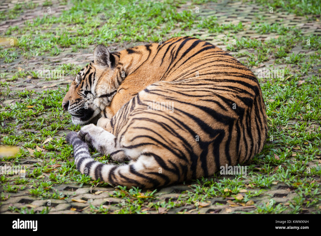 Portrait of a big tiger in Thailand Stock Photo - Alamy