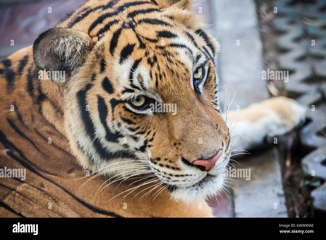Portrait of a big tiger in Thailand Stock Photo - Alamy