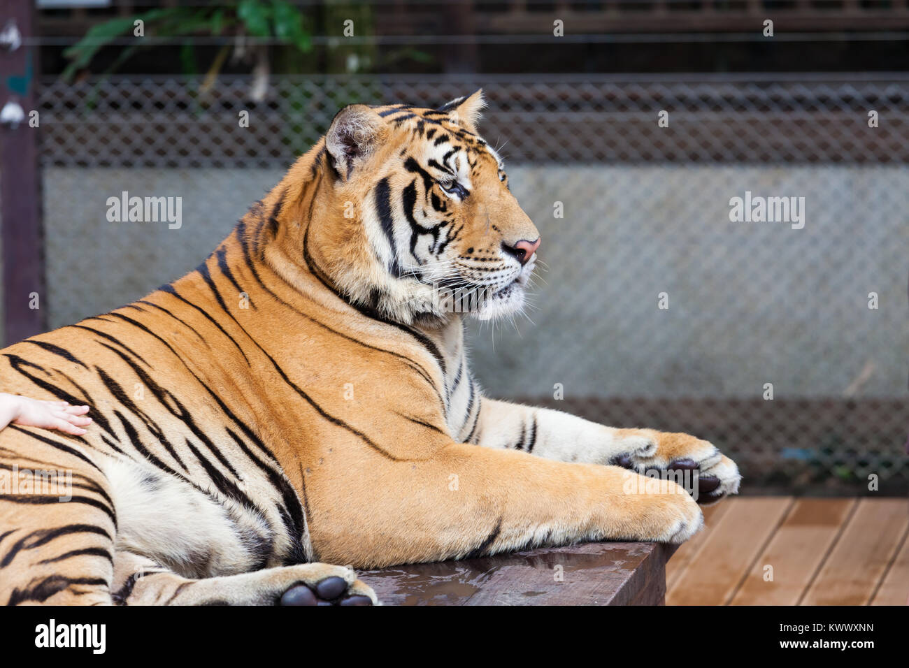 Big tiger hi-res stock photography and images - Alamy