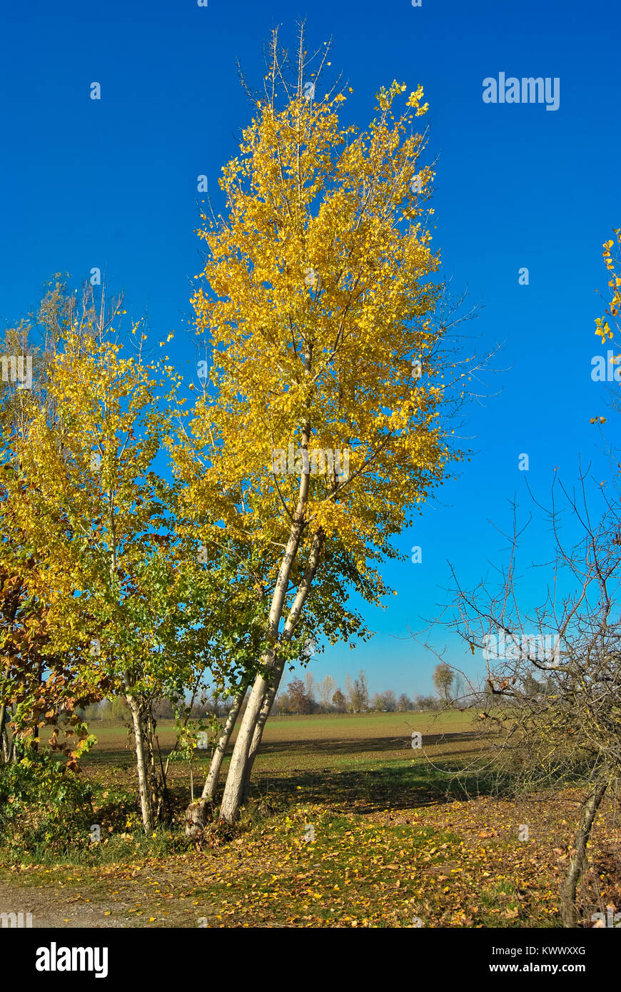 Beautiful golden yellow foliage of ginkgo tree hi-res stock photography ...