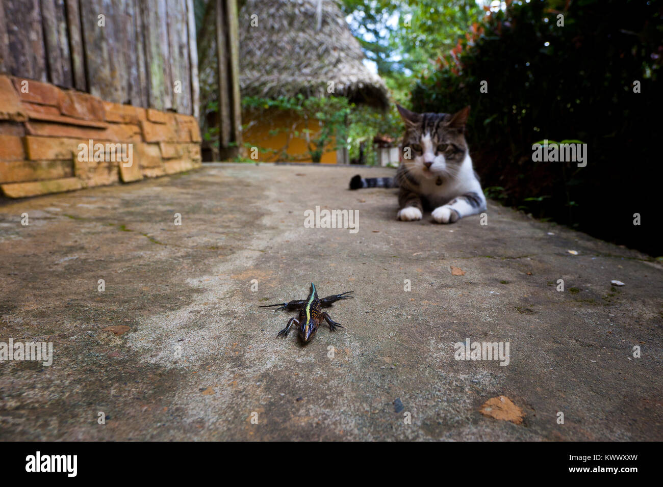 Hunting lodge interior hi-res stock photography and images - Alamy