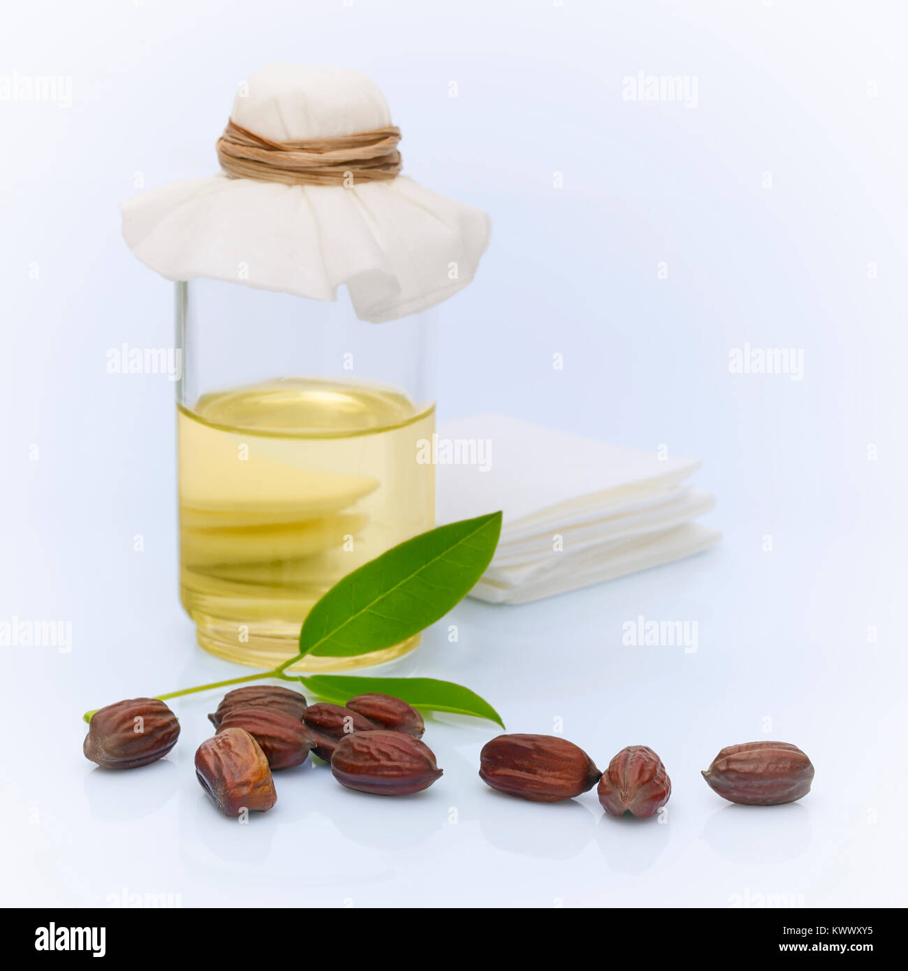 Jojoba (Simmondsia chinensis) leaves, seeds and oil on withe background ...