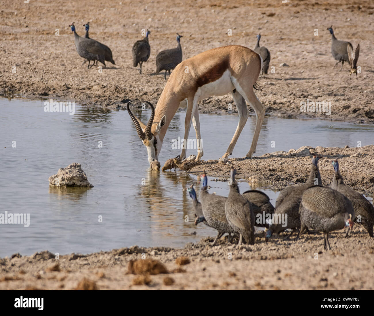 A Springbok antelope and birds drinking at a watering hole in the ...