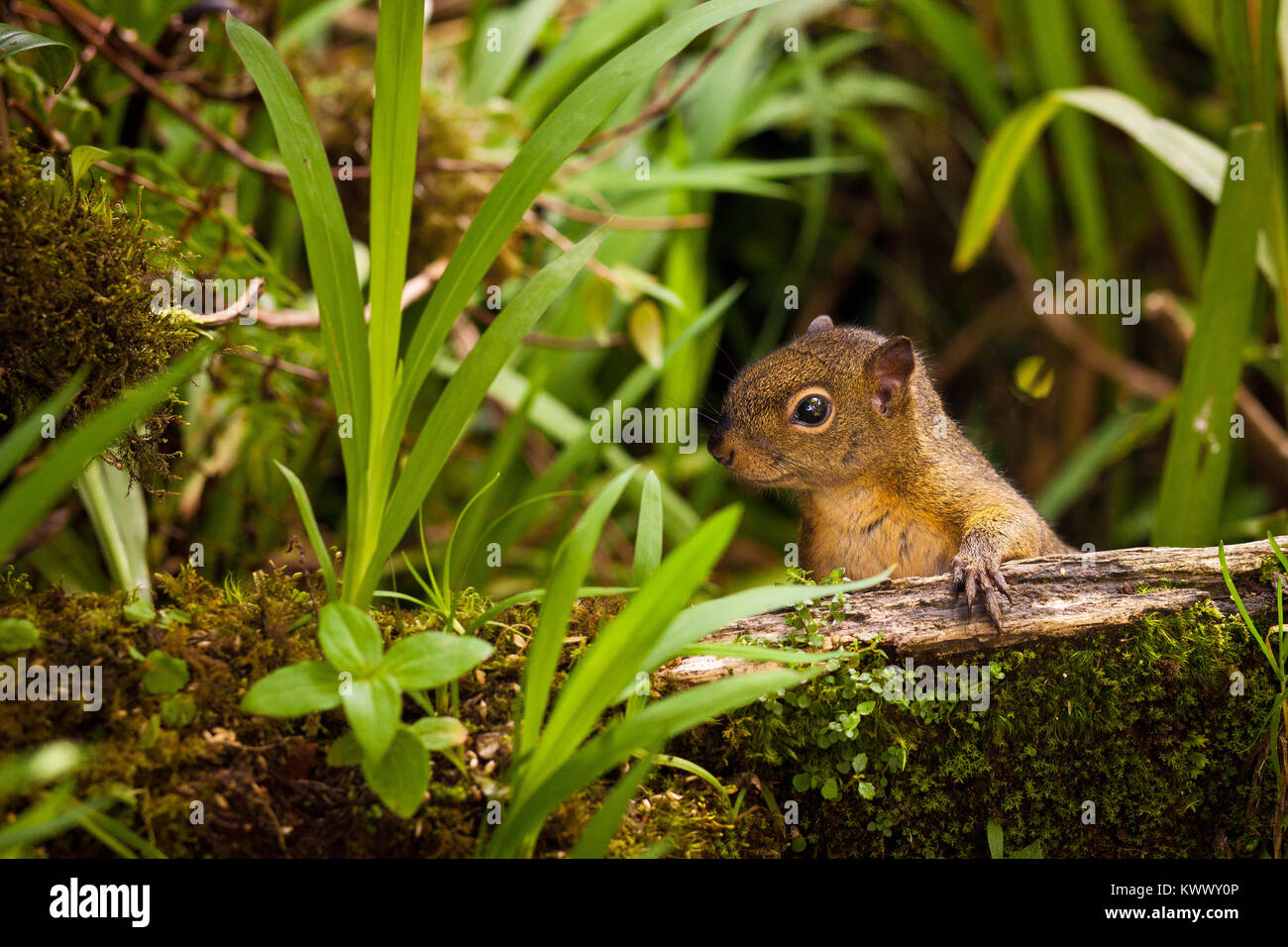 Montane Squirrel, sci.name; Syntheosciurus brochus, in La Amistad ...