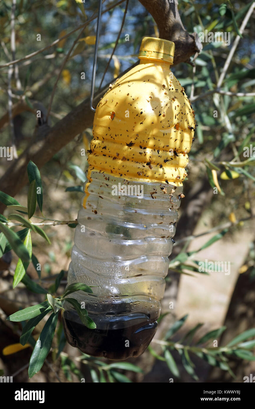 Plastic bottle on the olive tree Stock Photo - Alamy